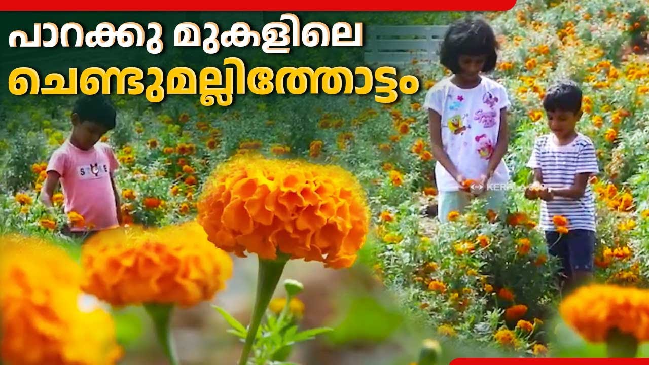 പാറക്കു മുകളിലെ ചെണ്ടുമല്ലിത്തോട്ടം | Chendumalli Flower | Padma ...