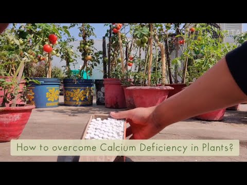 Garden Tip 3: Calcium Fertilizer- Chalk for Healthy Plants #video - YouTube