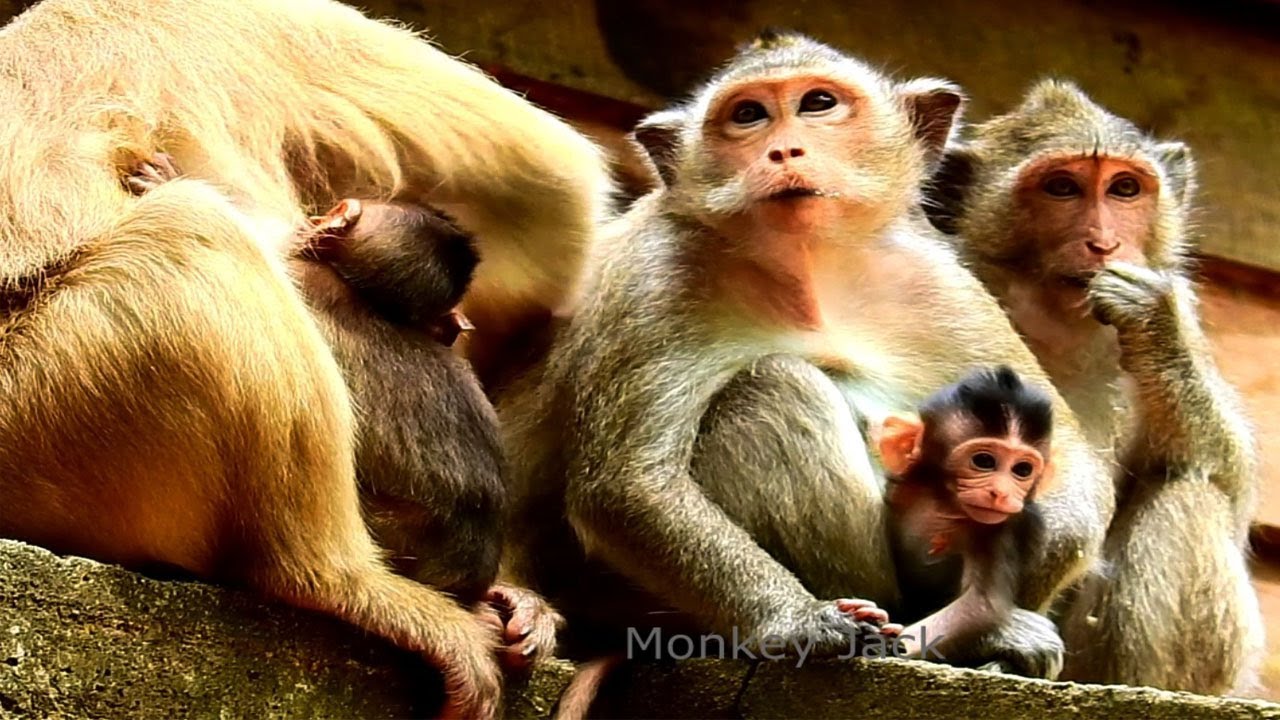 Very very happy to day they meeting mom ross Mom Viola and all baby ...