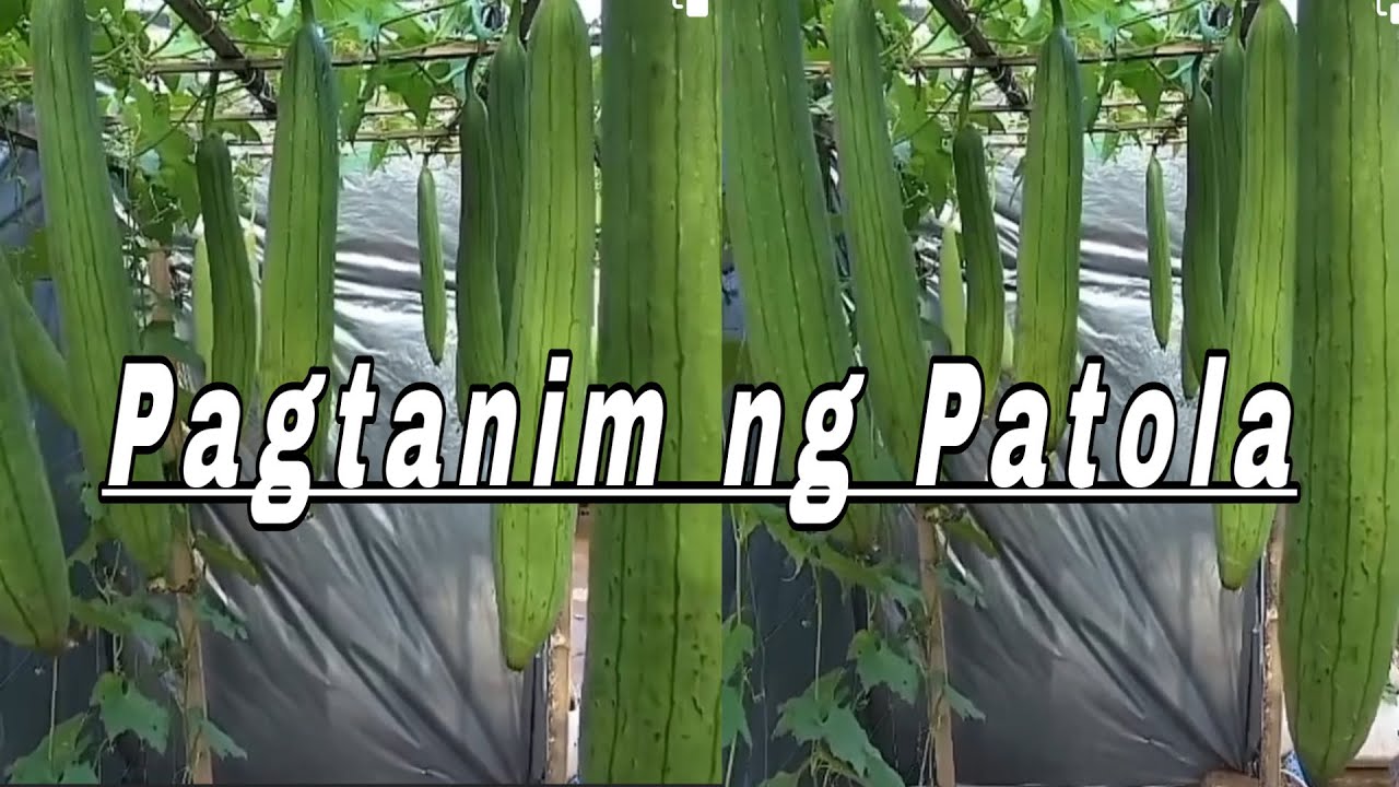Paano Magparami ng bunga ng patola - YouTube