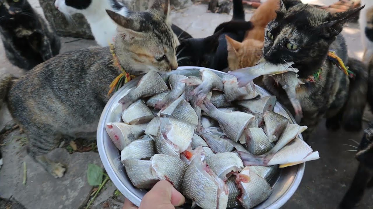 Many Cats eating raw fish | The Gohan Dog And Cats - YouTube