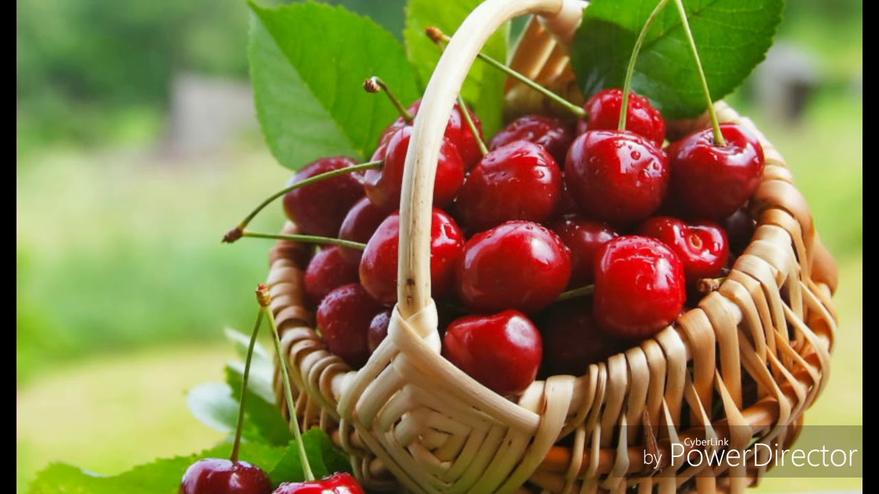 Gilos haqida HD - YouTube