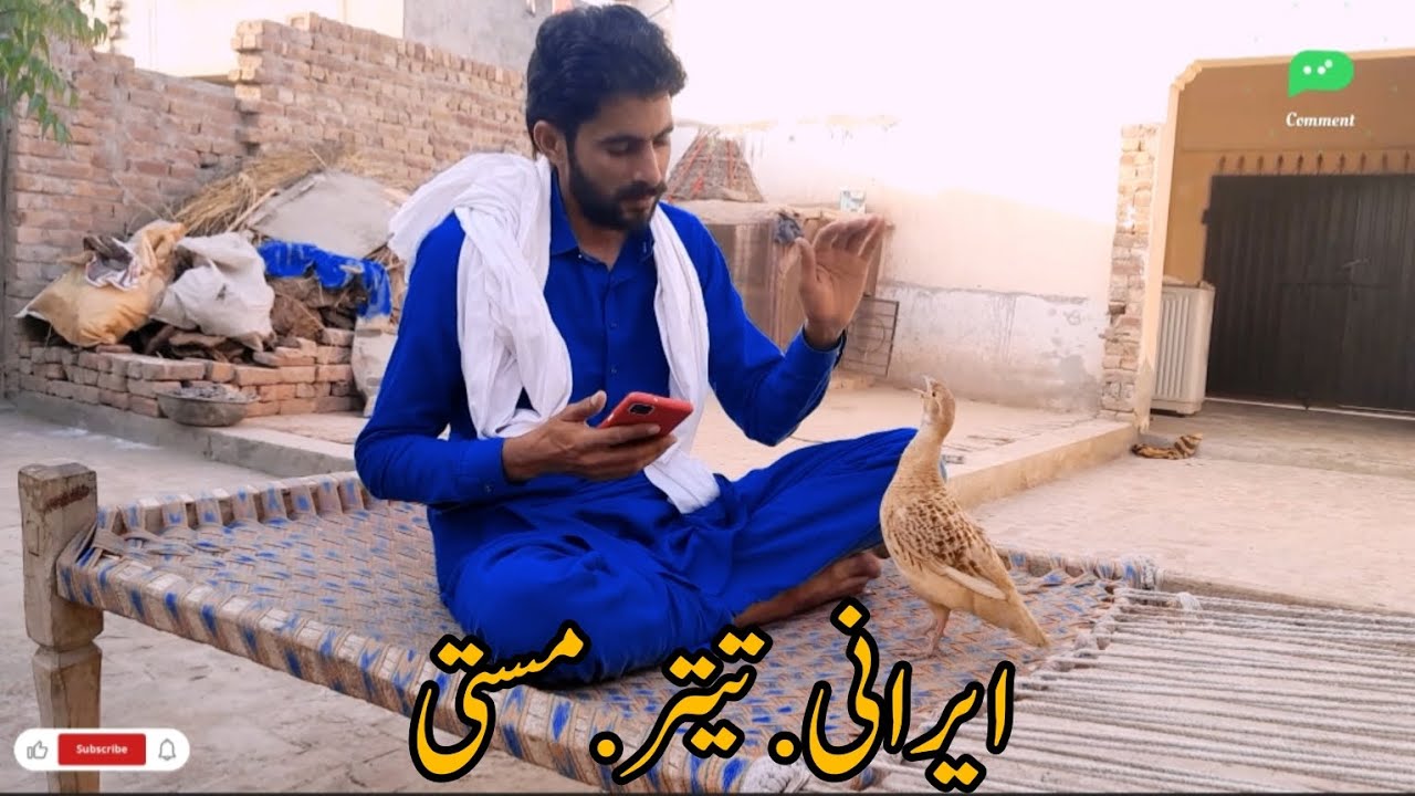 Irani teetar ki masti irani teetar ki awaz - YouTube Irani teetar ki masti irani teetar ki awaz - YouTube