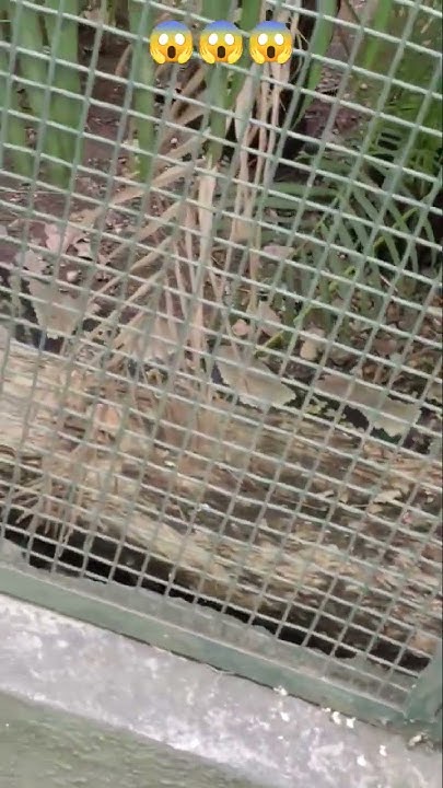 Longest Python 22 feet 😱😱😱 #shorts #ytshorts #python #viral subscribe ...