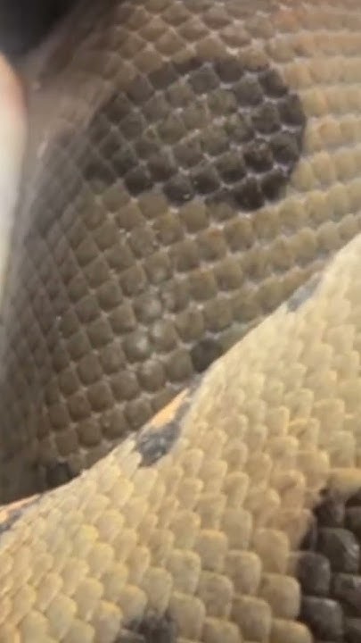 Pig vs Python #tiktok #viral #pig #python - YouTube