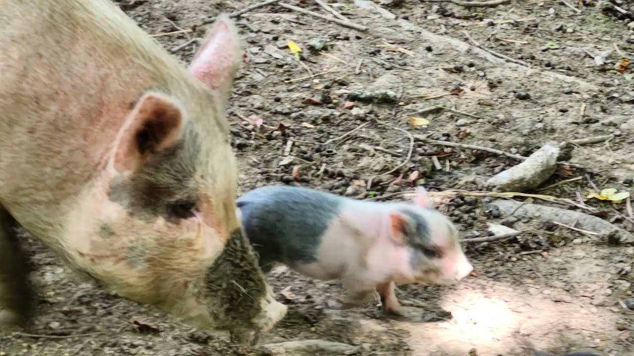 Momma brings piglets home to see Dad - YouTube