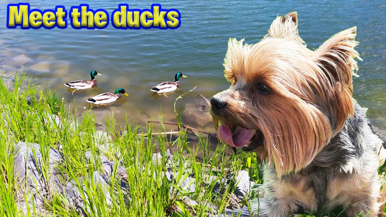 Meet the ducks Yorkshire Terrier Finik - YouTube