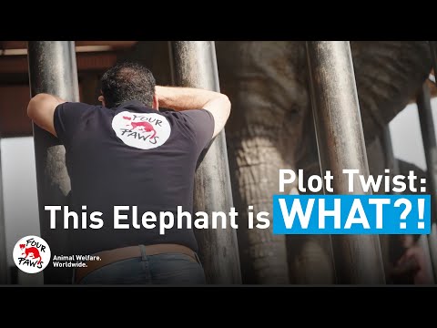 You'll Never Guess What These Vets Discovered!