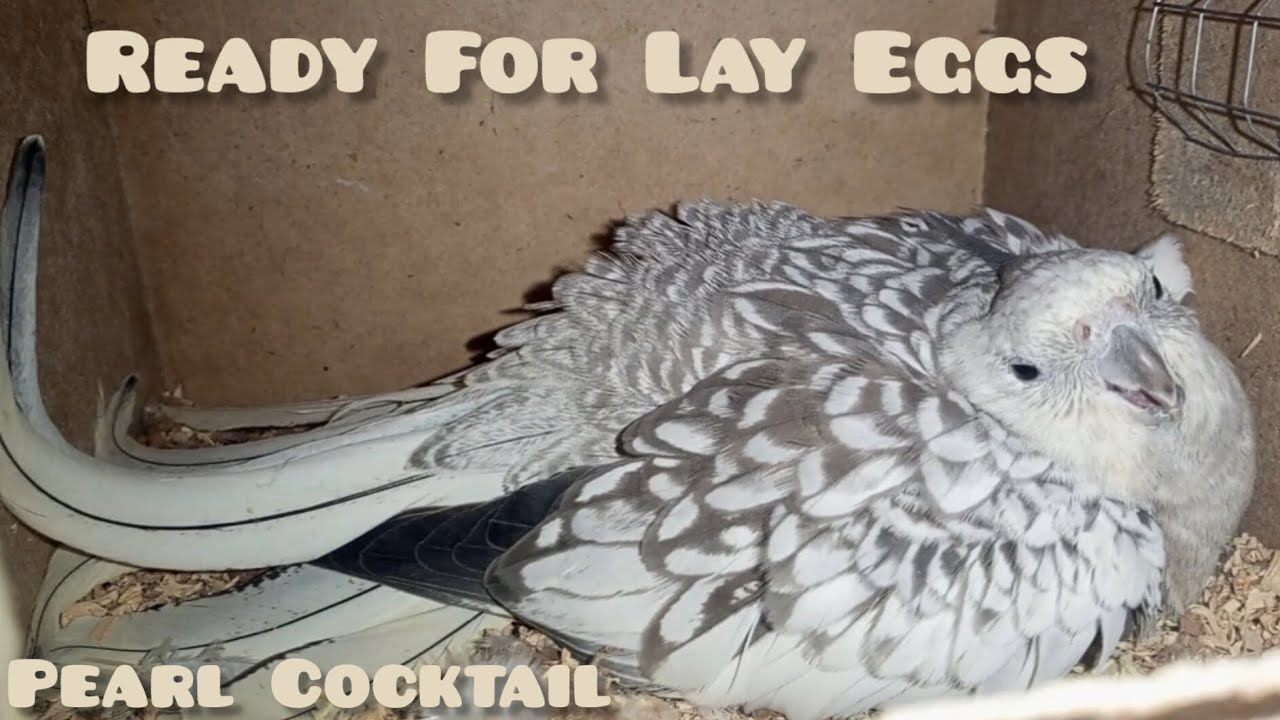 Pearl Cocktail | Aggressive Female Cockatail | Ready for lay eggs ...