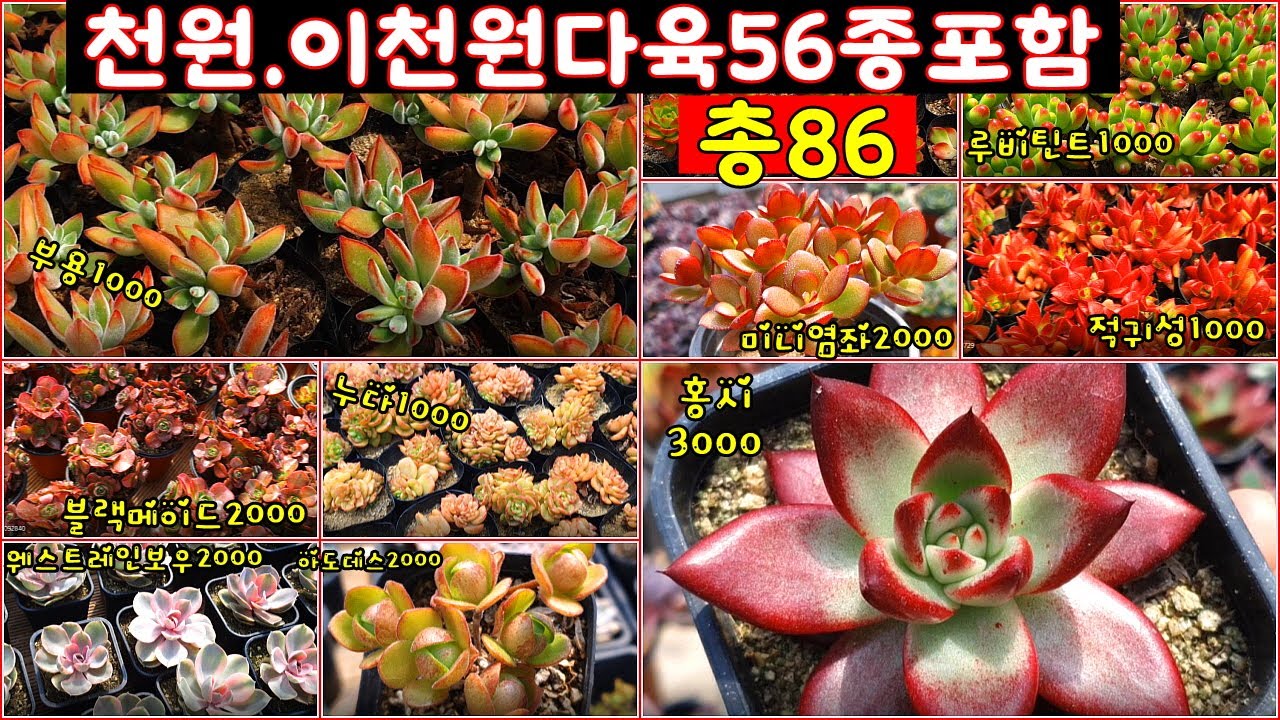 π5μ27μΌ λμλ€μ‘ πμ²μμ΄μ²μλ€μ‘56μ’
ν¬ν¨ μ΄86μ’
νλ €νμκ°λ¬΅μλ₯μ΄ μ°©νκ°κ²©μ μΈμ₯ λ₯κ·Ό νμ½μνμ μ΄μμμ΄λ€ λ§λ보μΈμε€θζ€η©succulent λ€μ‘μ΄