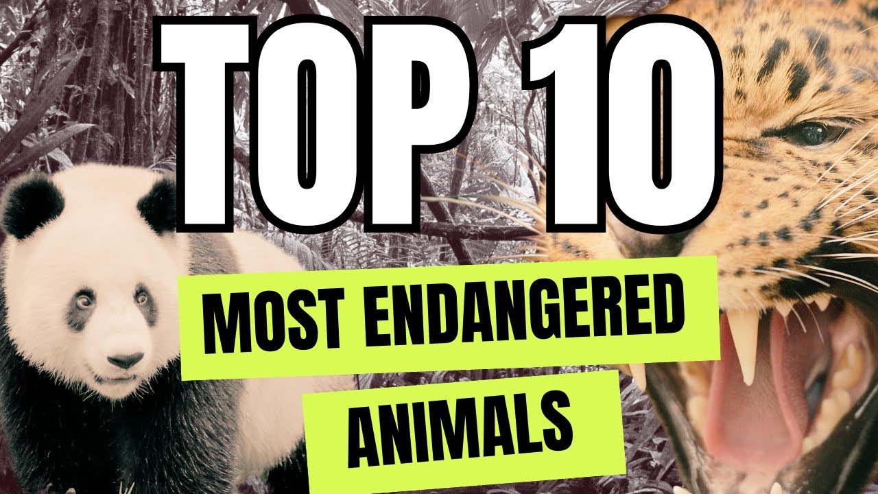 🐼🦁 Top 10 Most Endangered Animals Kids NEED to Know! 🐘🐢Guessing Game ...