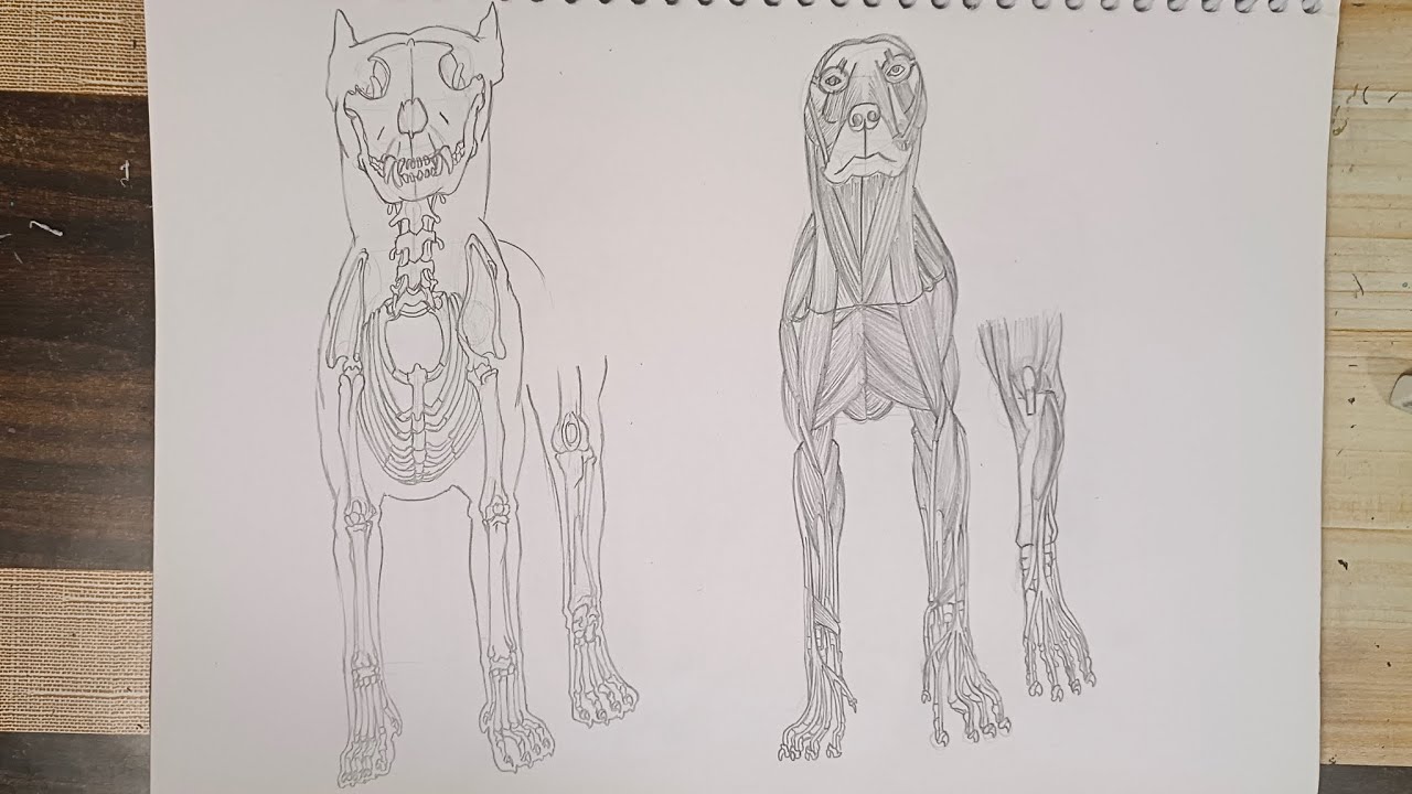 Draw Dog Anatomy, Part 19 | Ecorche - YouTube
