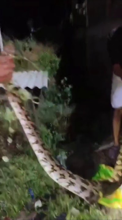 🐍Big python Find in Our village |#python #indianPython #snakevideo ...
