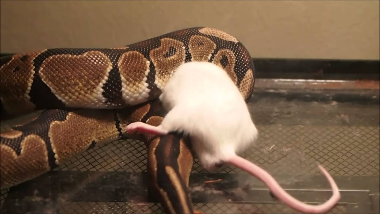 Snake eats mouse - YouTube
