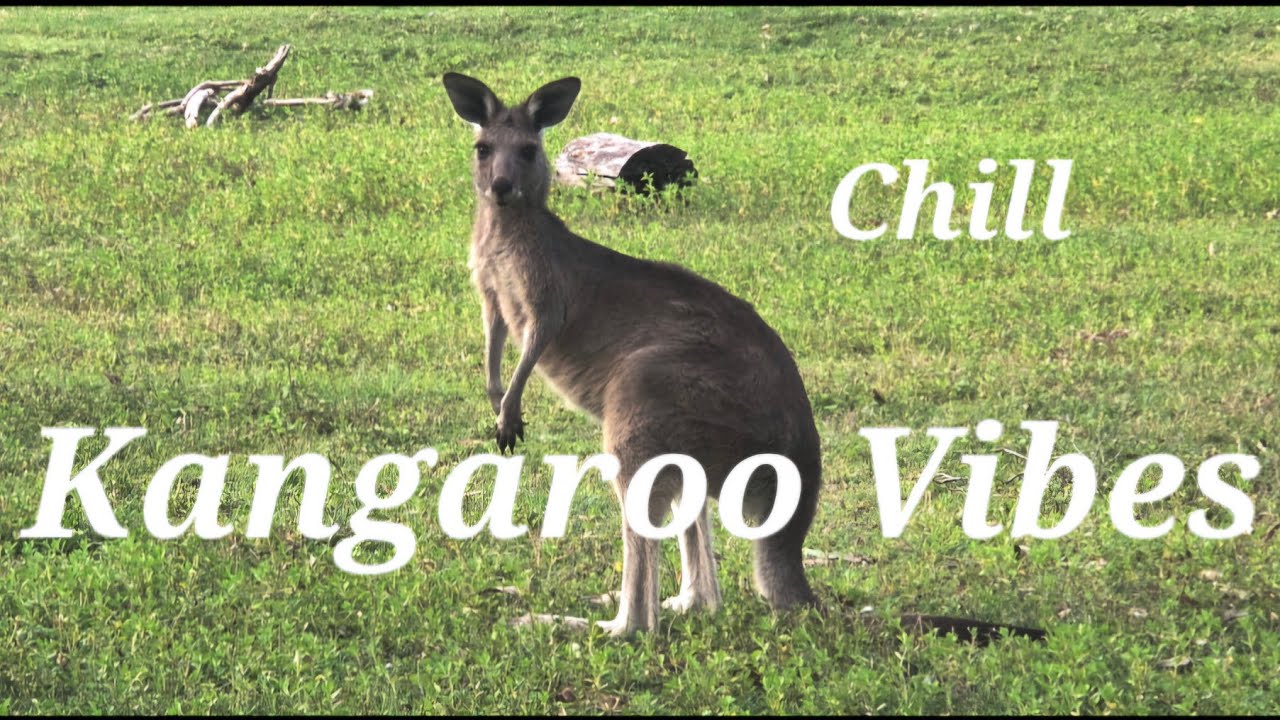 Soothing KANGAROO SCENES & Relaxing Guitar Music. Calm Nature Sounds ...