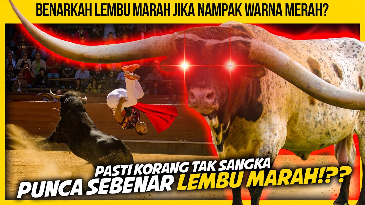 KENAPA LEMBU MARAH BILA NAMPAK WARNA MERAH? - YouTube
