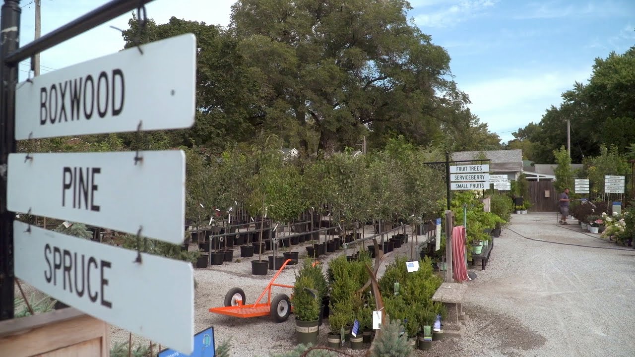 Iowa City Update: Root for Trees - YouTube