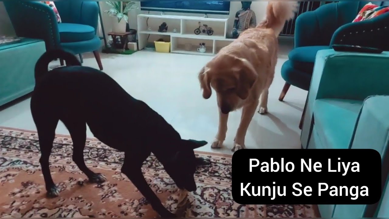 Pablo Ne Liya Kunju Se Panga ♥️ - YouTube