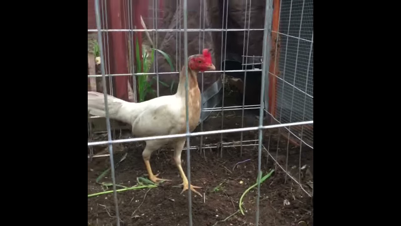 Lloyd Miner Blue Gamefowl - YouTube