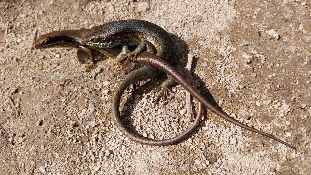 SEE THE LIZARD 🦎 HOW THEY REPRODUCTION - YouTube