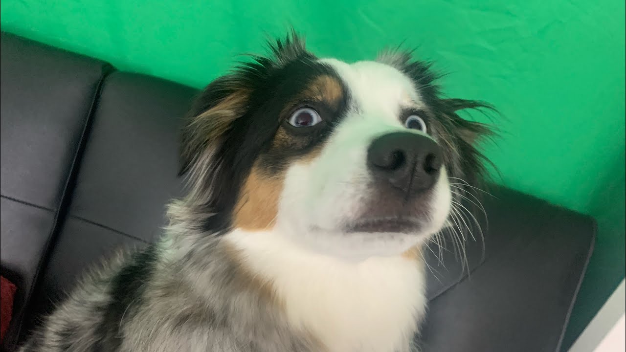 DOG STEALS MY CHANNEL - YouTube