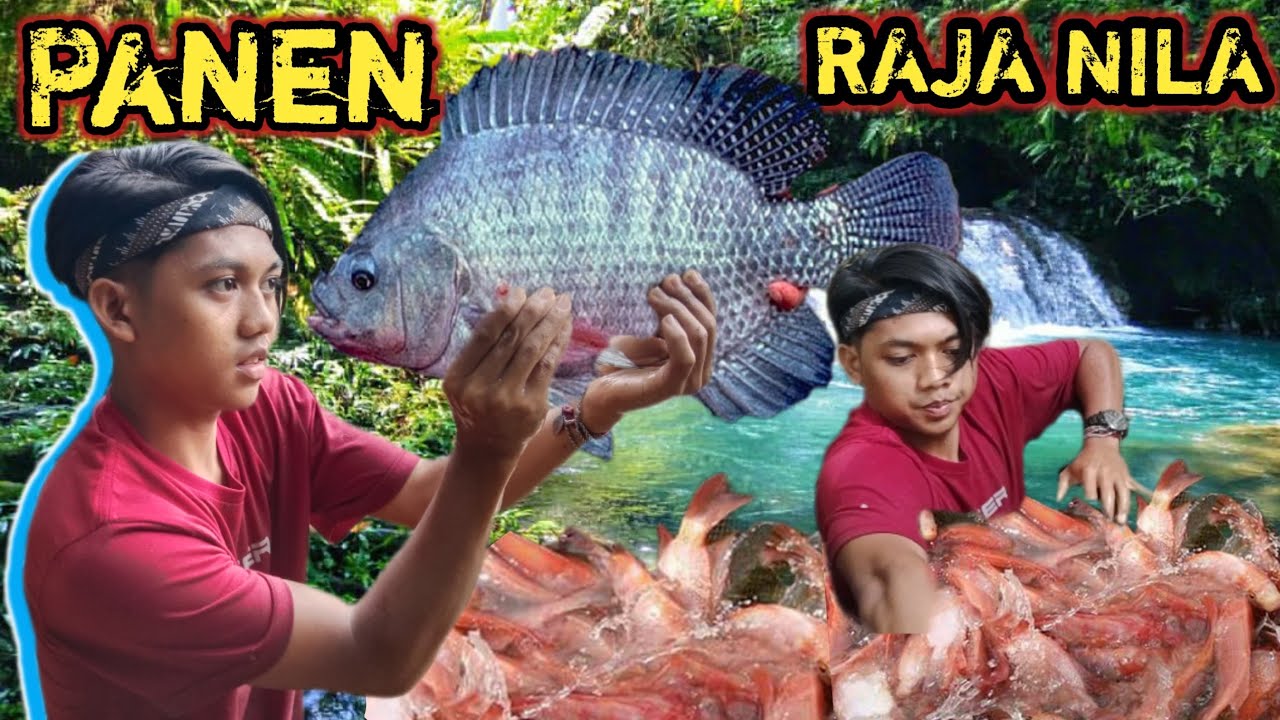 BERBURU RAJA IKAN NILA SEGEDE BAYI DI BALIK LUMPUR HASILNYA MENEGANGKAN ...