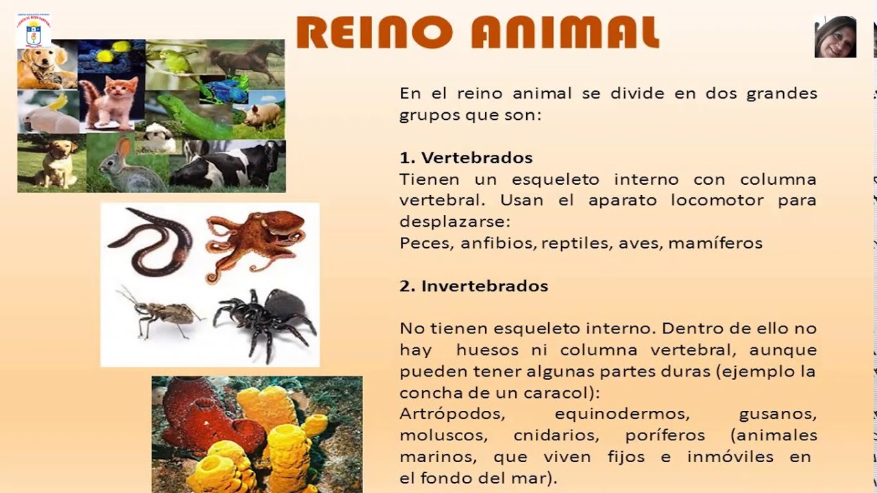 El Reino Animalia Animales Escuelapedia Recursos