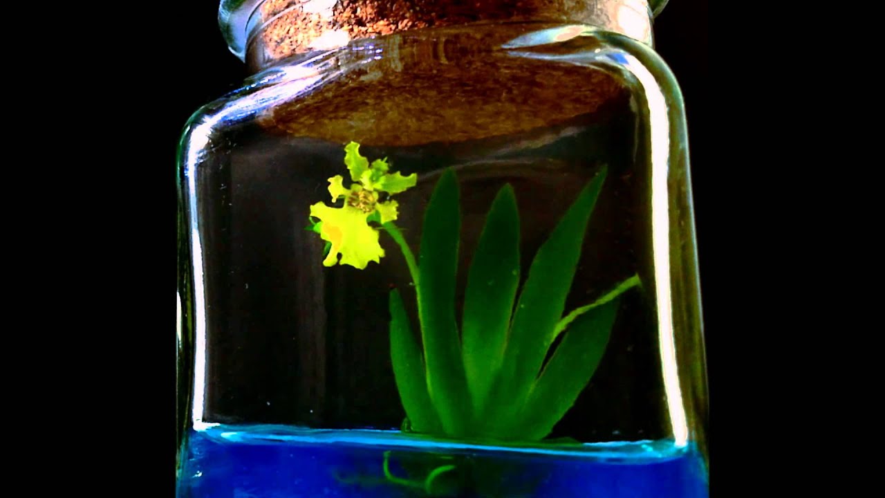 Miniature orchid, Psygmorchis pusilla, flower in maintenance free flask ...
