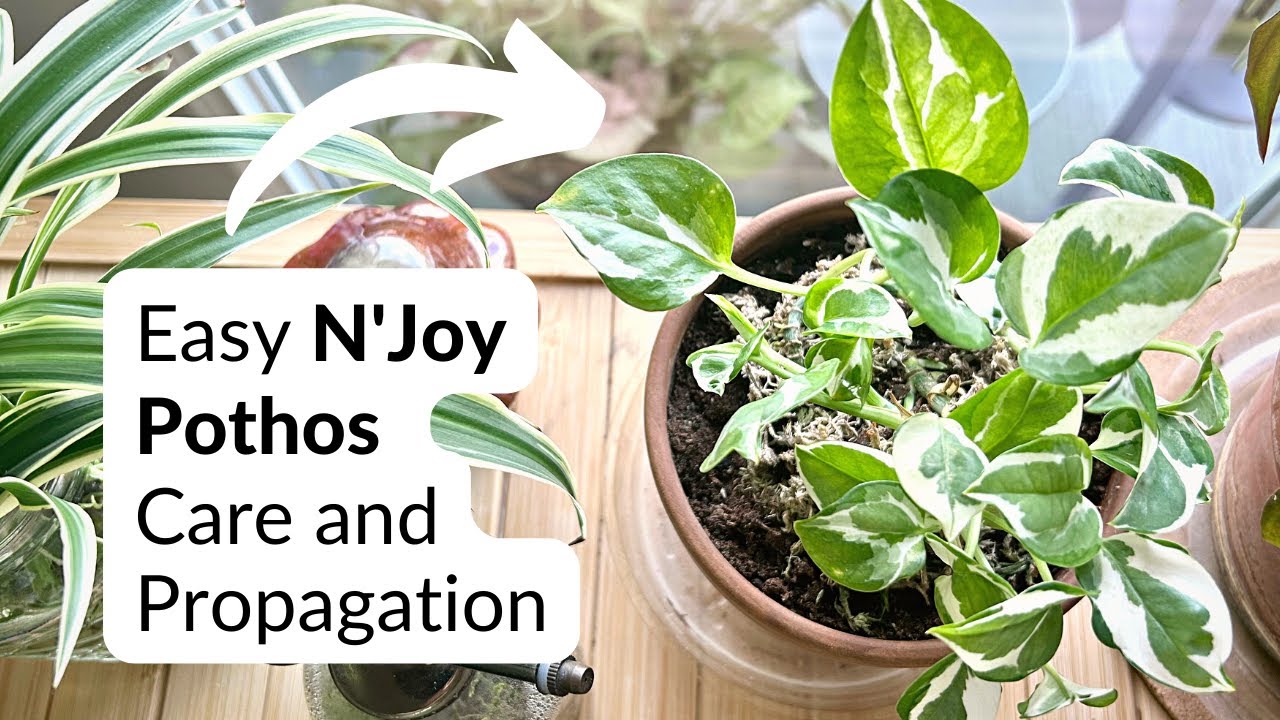 Easy N'Joy Pothos care and propagation | The cutest little pothos 💚😍 ...