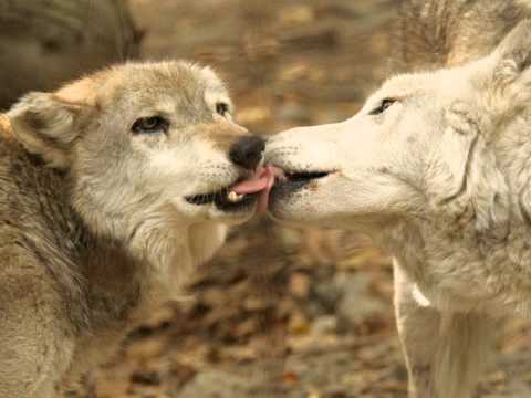 Screw Bella - YouTube