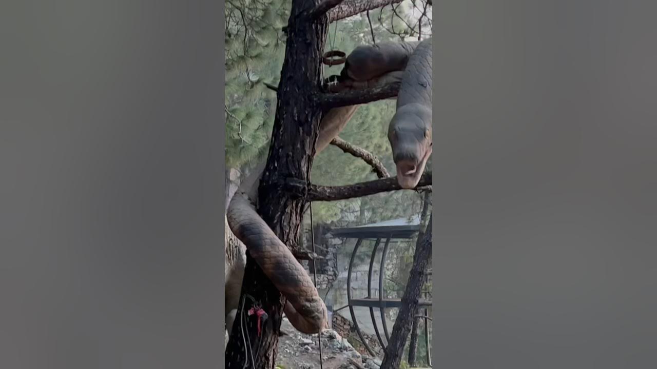 Python snake dangerous short #pythonsnake #snakevideo #kingcobra #dangeroussnake - YouTube