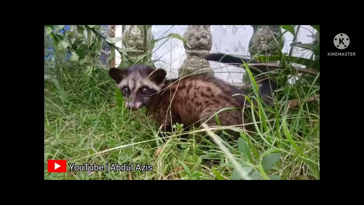baby Musang Pandan ku Olah Raga sore sore... - YouTube
