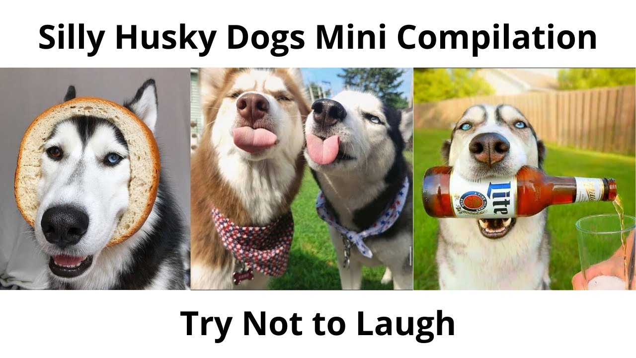 Siberian Husky Funny Compilation 🐺 Silly, Cute and Funny Husky Videos ...