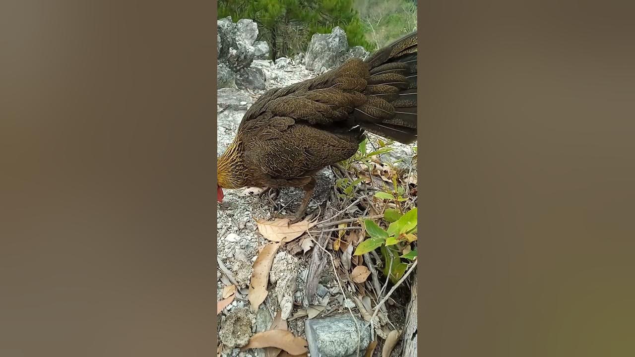 lau qaib poj nawb zoo nkauj heev li nawb. - YouTube