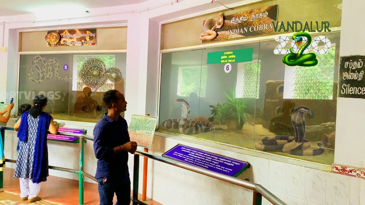 Vandalur Zoo Snakes tamil Nadu Snake Park arignar Anna Zoological Park vandalur-zoo-snakes-tamil-nadu-snake-park-arignar-anna-zoological-park