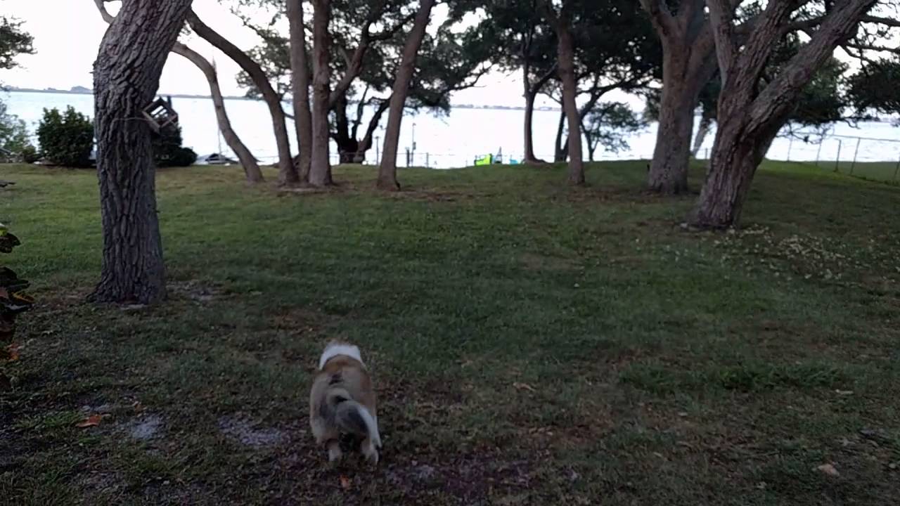 Penny Vs Peacocks Youtube