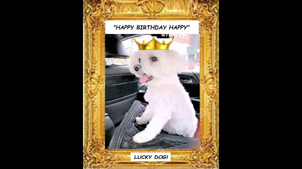"HAPPY" TONY BENNETT'S DOG'S BIRTHDAY OCT 15 - YouTube