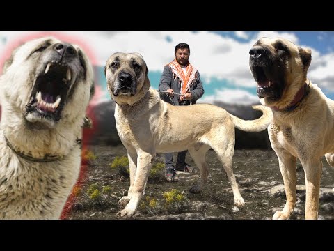 GÖZÜ KARA 'YÖRÜK ÇOBAN KÖPEKLERİ' | KURTLARLA EŞLEŞEN KÖPEKLER