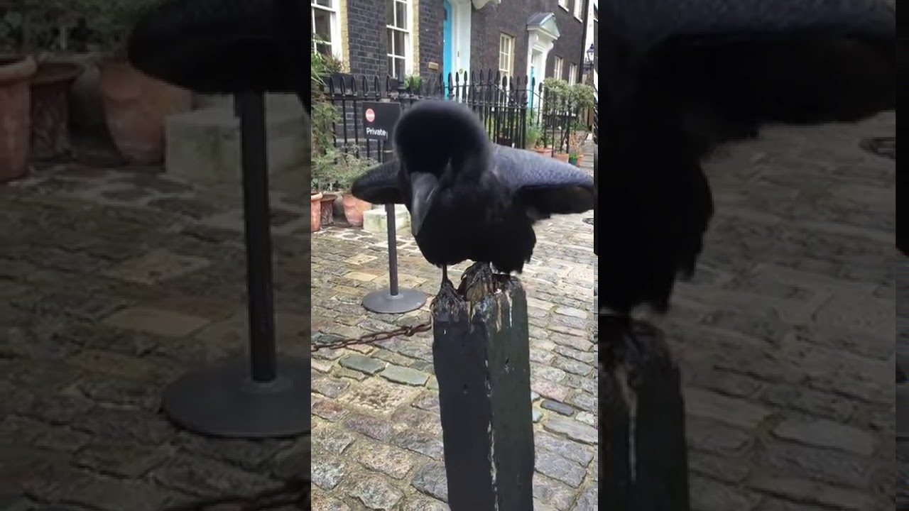 The bird that sounds like a laser gun💥 - YouTube