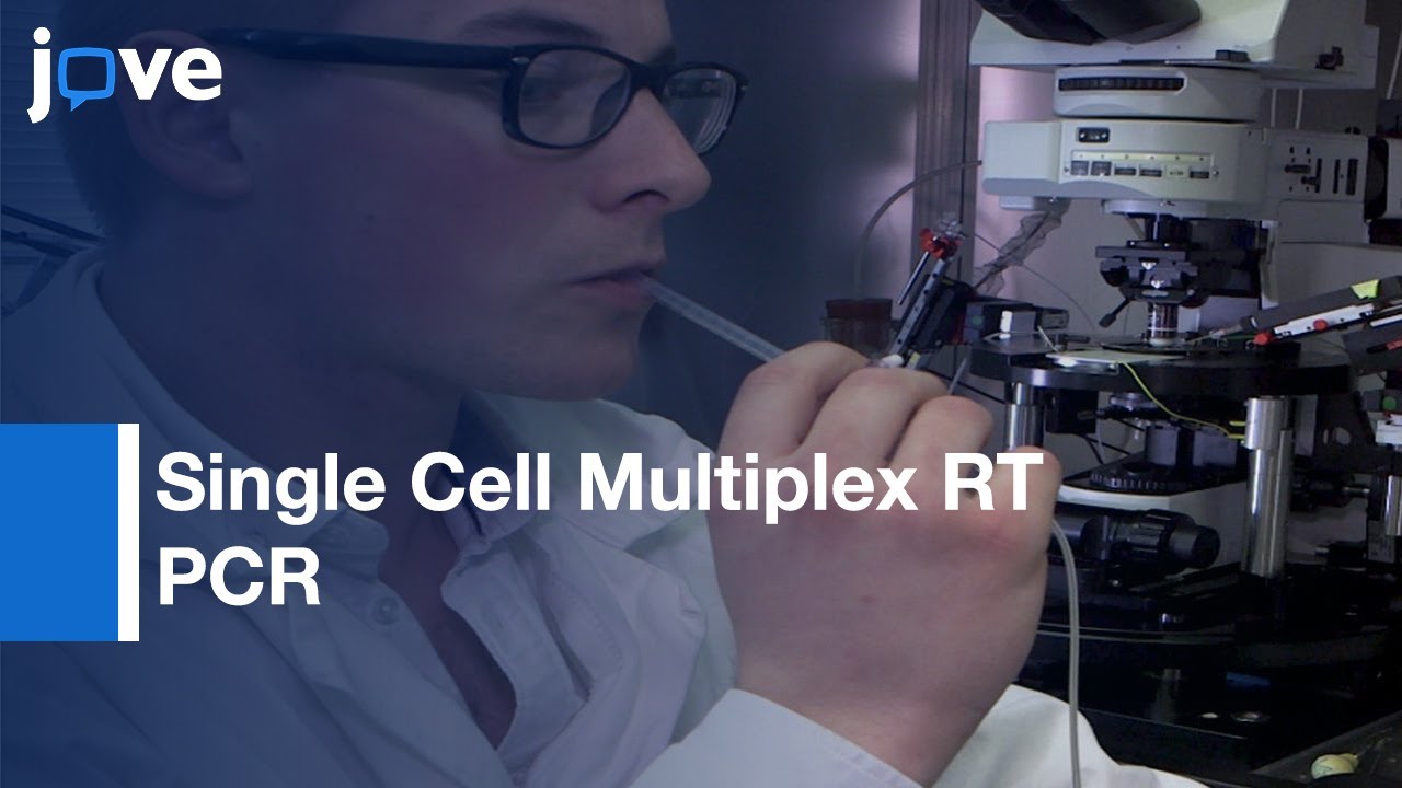 Single Cell Multiplex RT PCR After Patch-clamp | Protocol Preview - YouTube