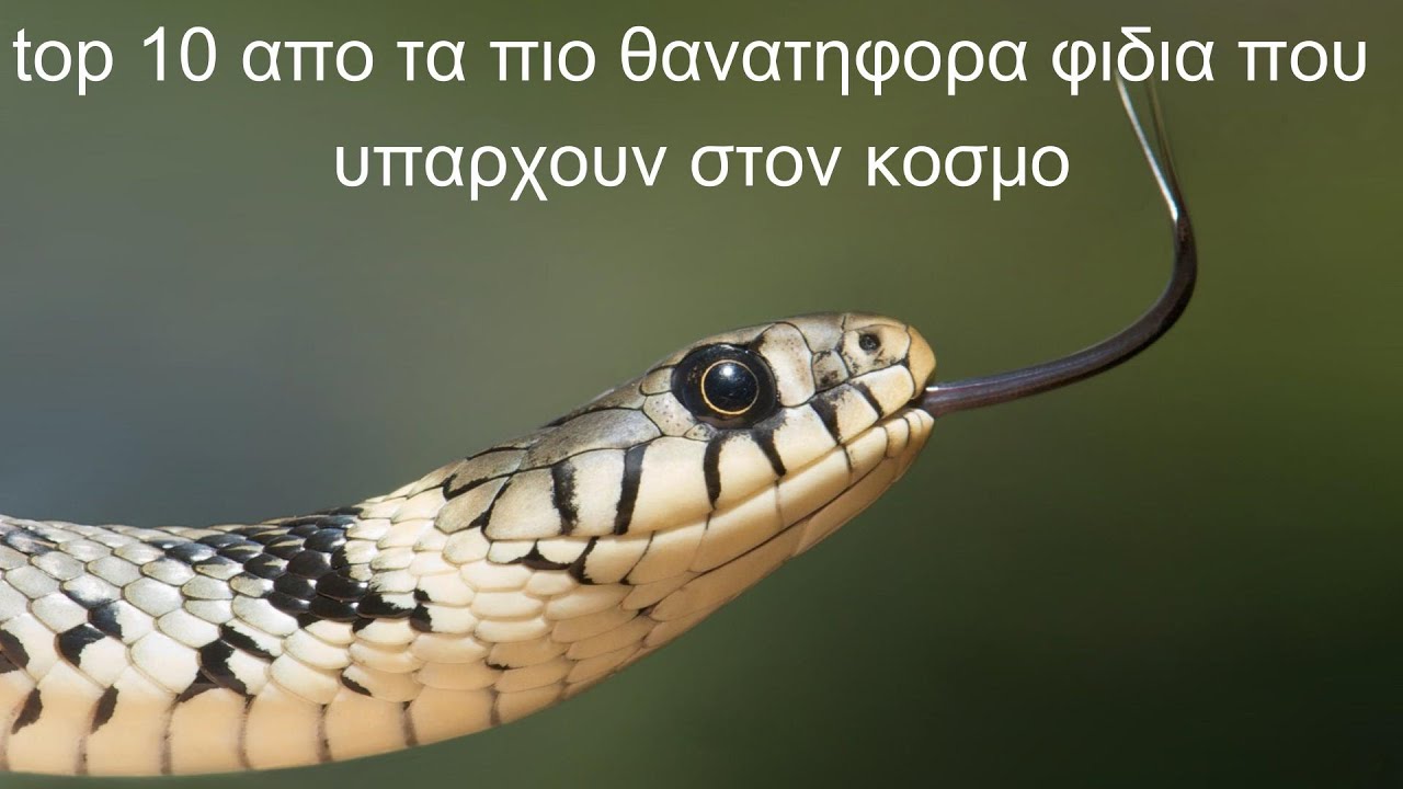 top 10 απο τα πιο θανατηφορα φιδια που υπαρχουν στον κοσμο. - YouTube