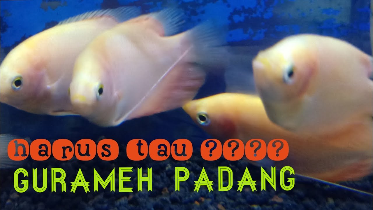 IKAN GURAME PADANG PEMELIHARAANYA DI AQUARIUM - YouTube