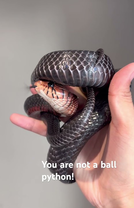Eastern indigo snake acting like a ball python #easternindigosnake #인디고 ...
