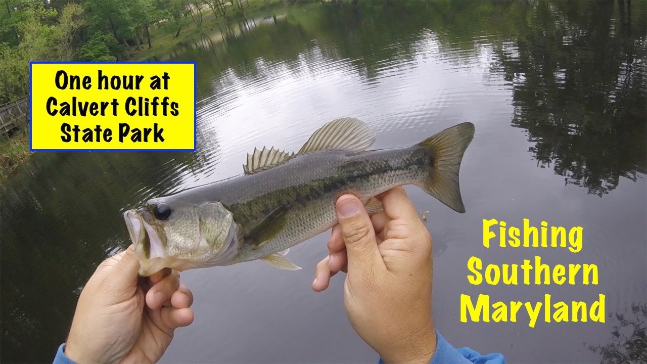 FSMD: One hour at Calvert Cliffs State Park - YouTube