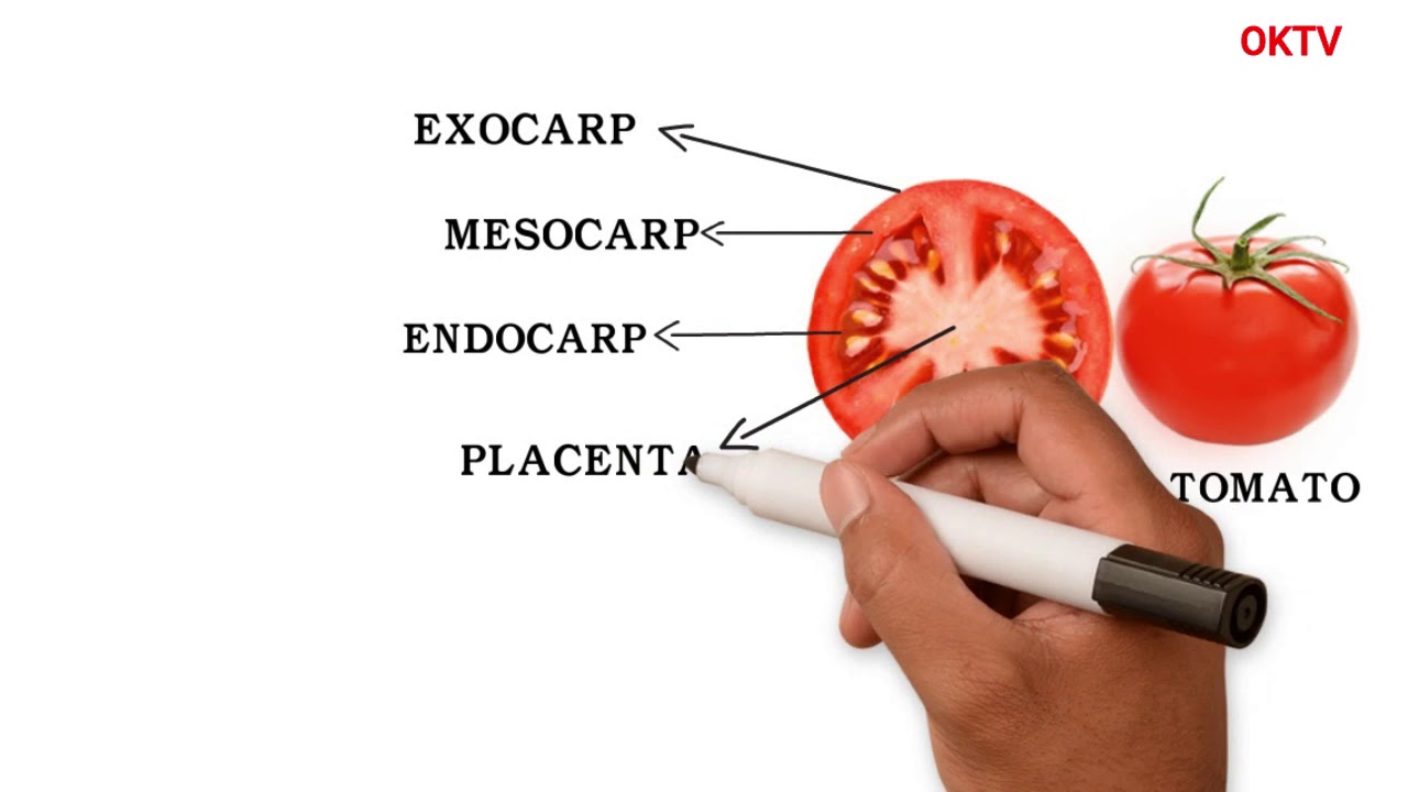 Name of parts of tomato for kids by oktv - YouTube