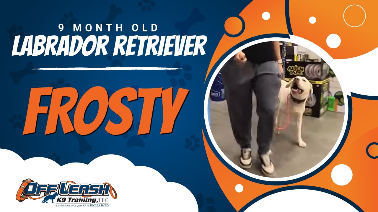 Frosty, Labrador Retriever | 2 Week BNT| Best Dog Trainers Northern VA ...