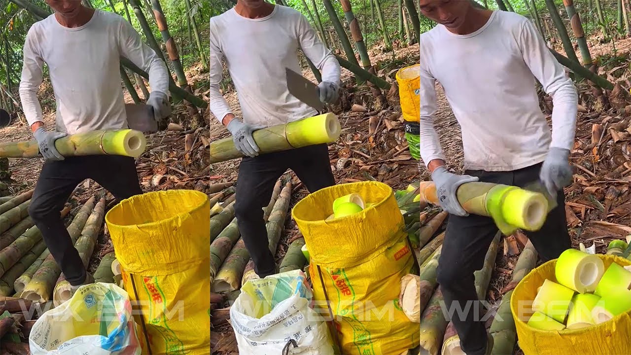 How To Cutting Bamboo Shoot Professional P240 - YouTube