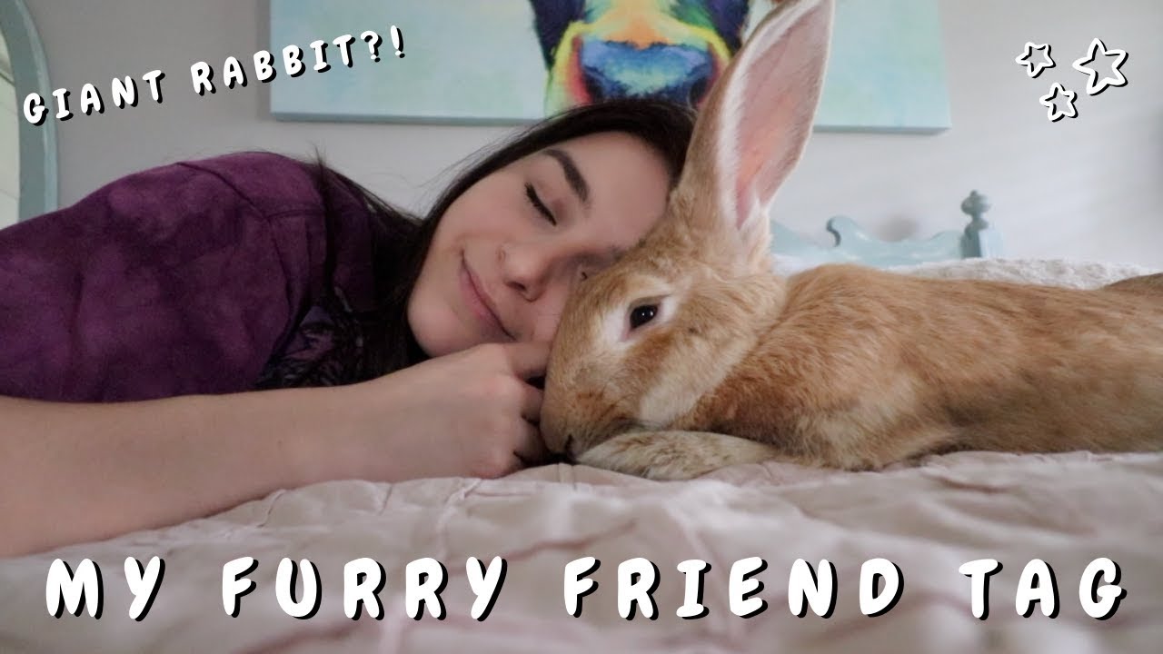 Meet My Giant Rabbit | Furry Friend Tag - YouTube