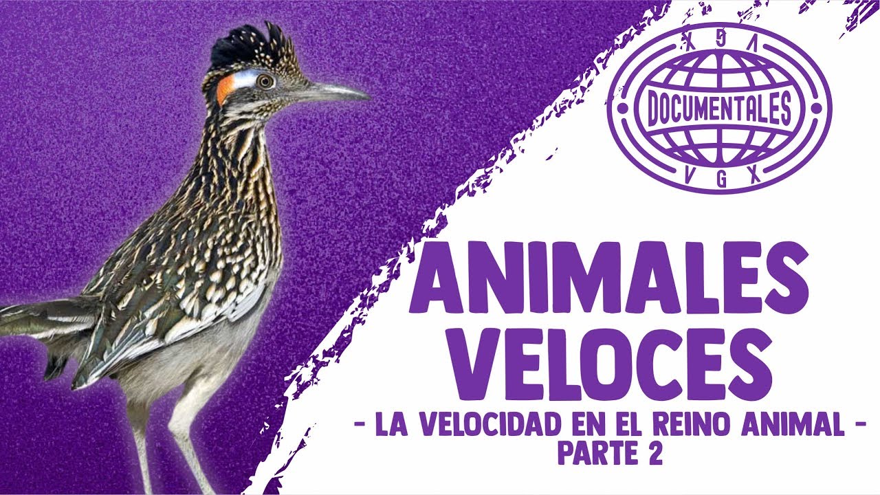 Animales Veloces - La velocidad en el Reino Animal Parte 2- Documental ...