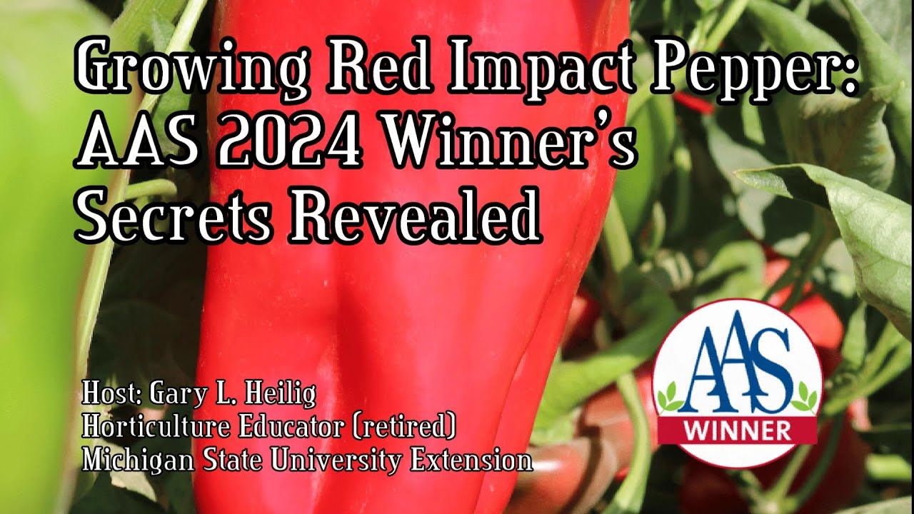 Growing Red Impact Peppers AAS 2024 Winner Secrets Revealed for the ...